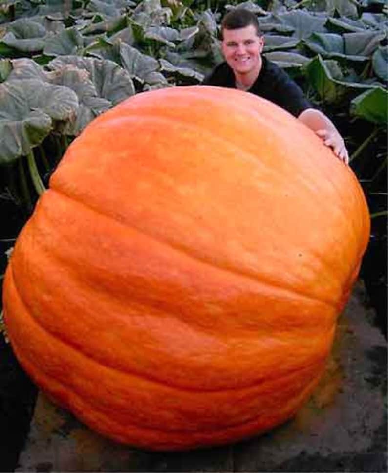 10 Super Max Pumpkin Seeds - Etsy UK
