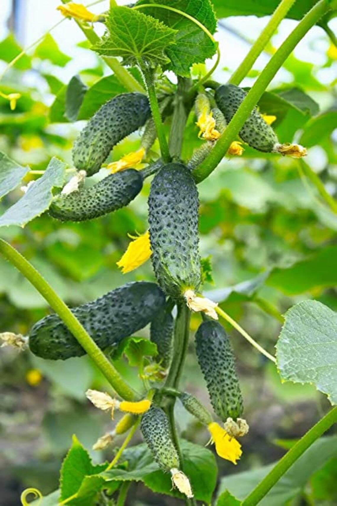 15 Piccolo Di Pargi Cucumber Seeds 60 Days to Harvest - Etsy UK