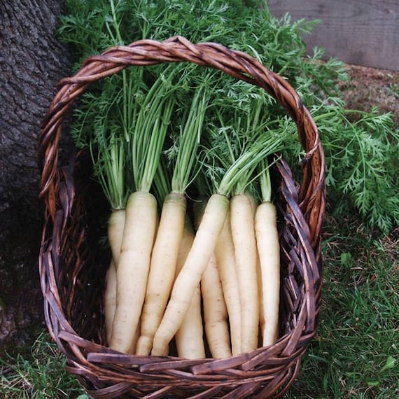 Lunar White Carrot