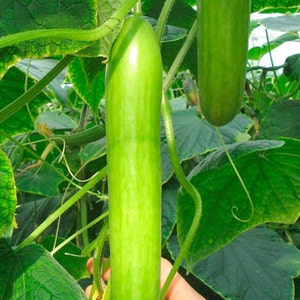 15 Cucumber Chinese Slangen Seeds - Etsy UK