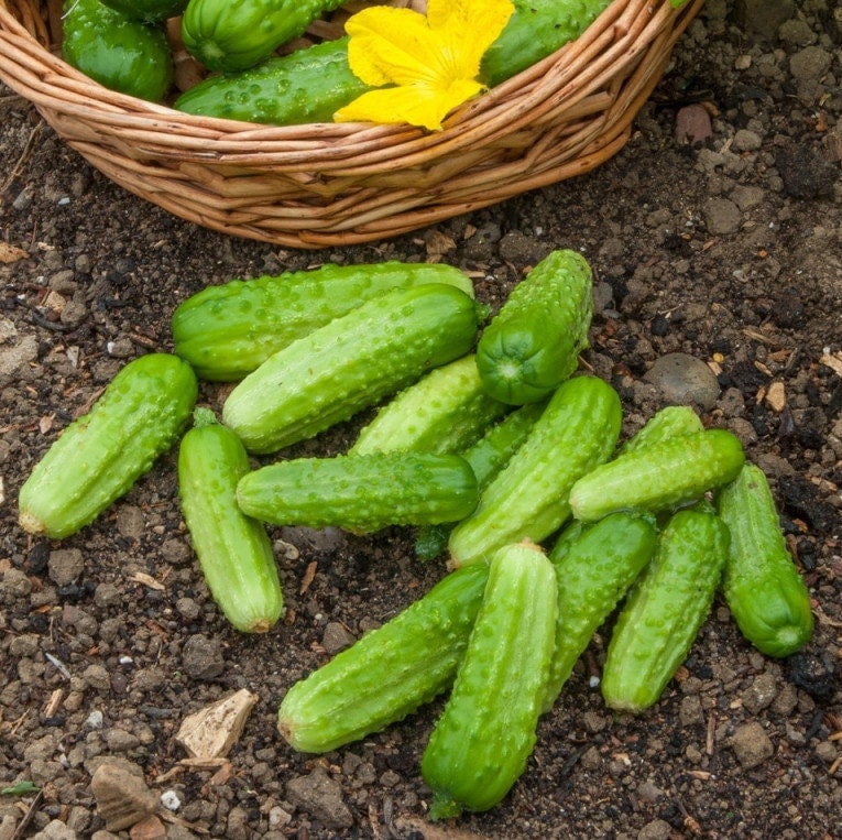 15 Piccolo Di Pargi Cucumber Seeds 60 Days to Harvest - Etsy UK
