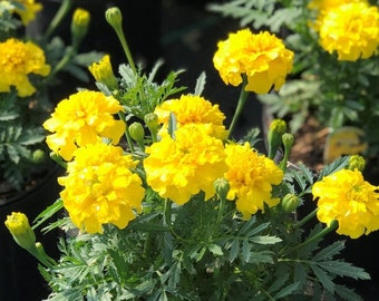 HoneyvaleFarm - Etsy UK