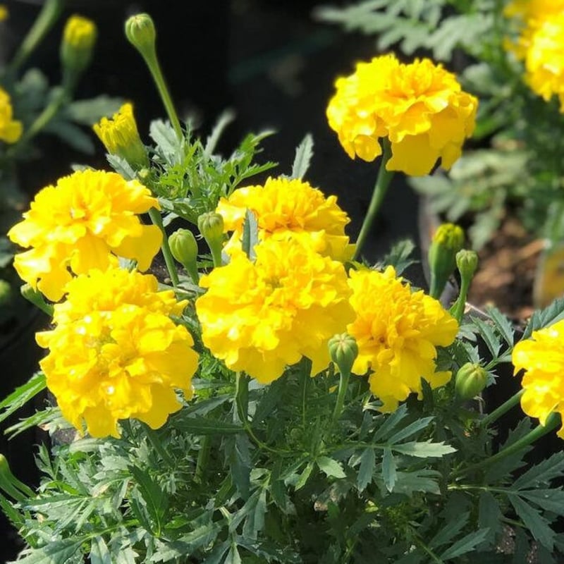 HoneyvaleFarm - Etsy UK