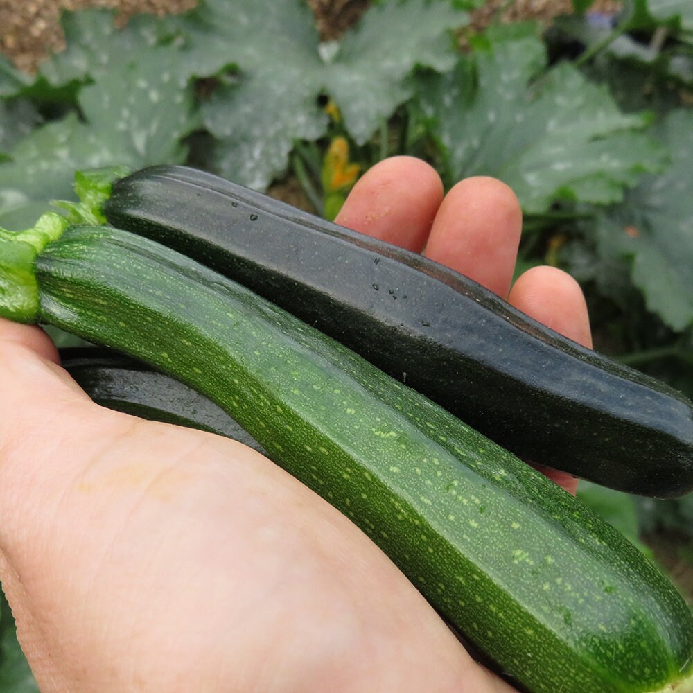 15 All Green Bush Courgette Seeds - Etsy UK