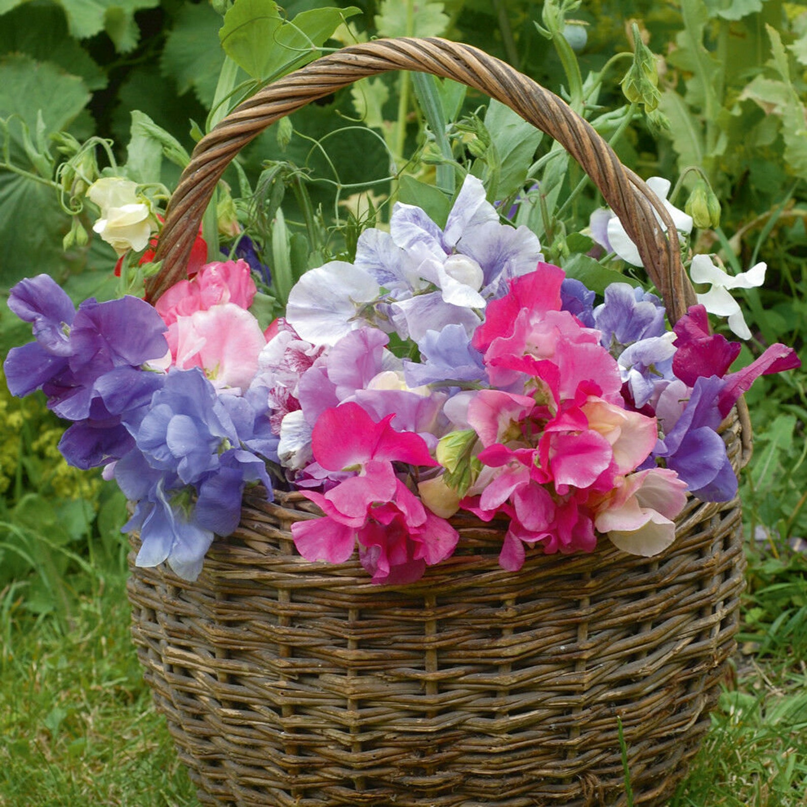 15 Heaven Scent Mixed Sweet Pea Seeds - Etsy UK