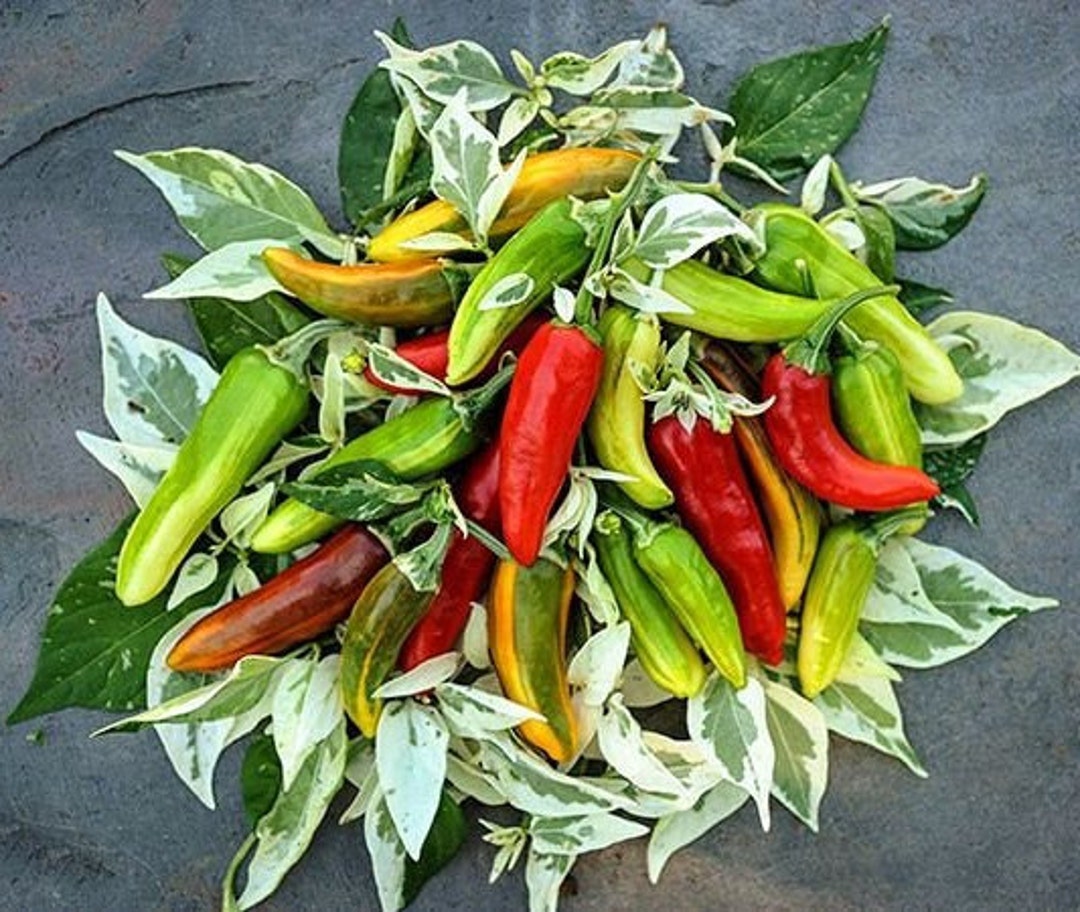 15 Fish Chilli Pepper Seeds - Etsy UK