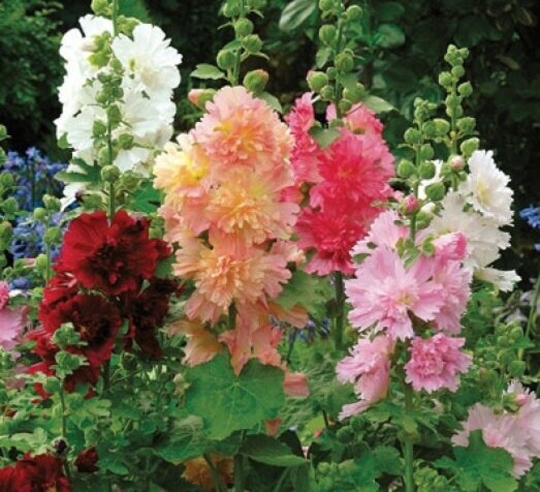 25 Hollyhock Majorette Dwarf Seeds - Etsy UK
