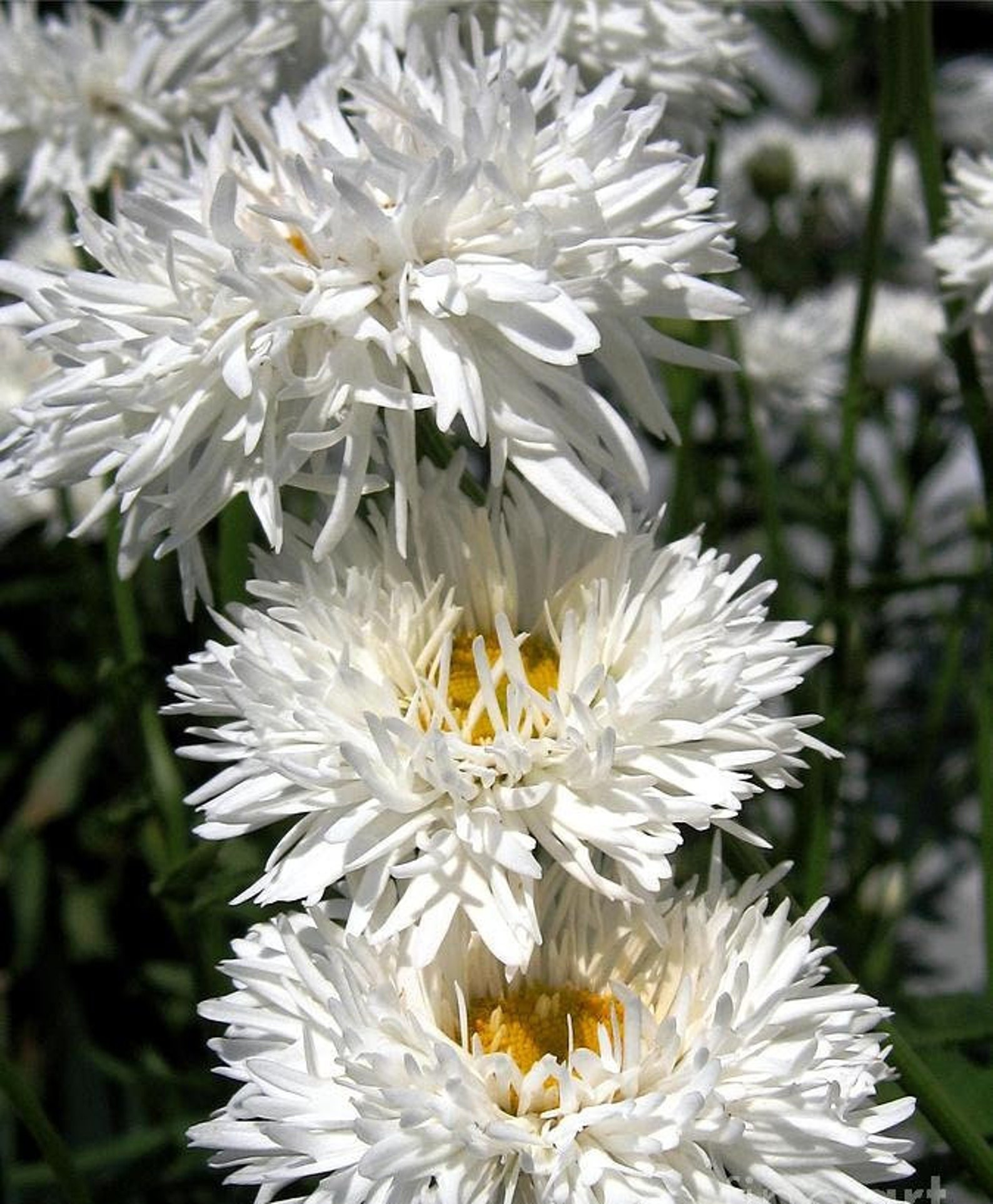 25 Crazy Daisy Double Seeds Chrysanthemum - Etsy UK