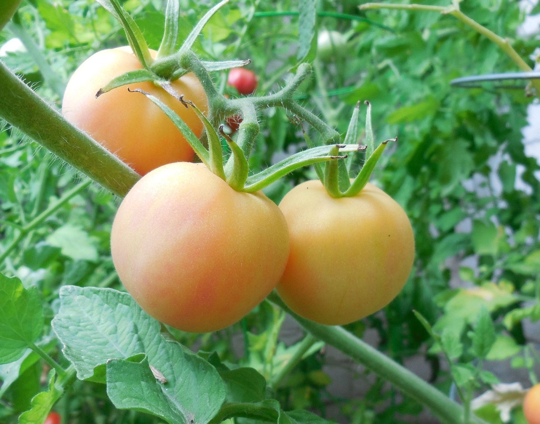 25 Garden Peach Tomato Seeds - Etsy UK