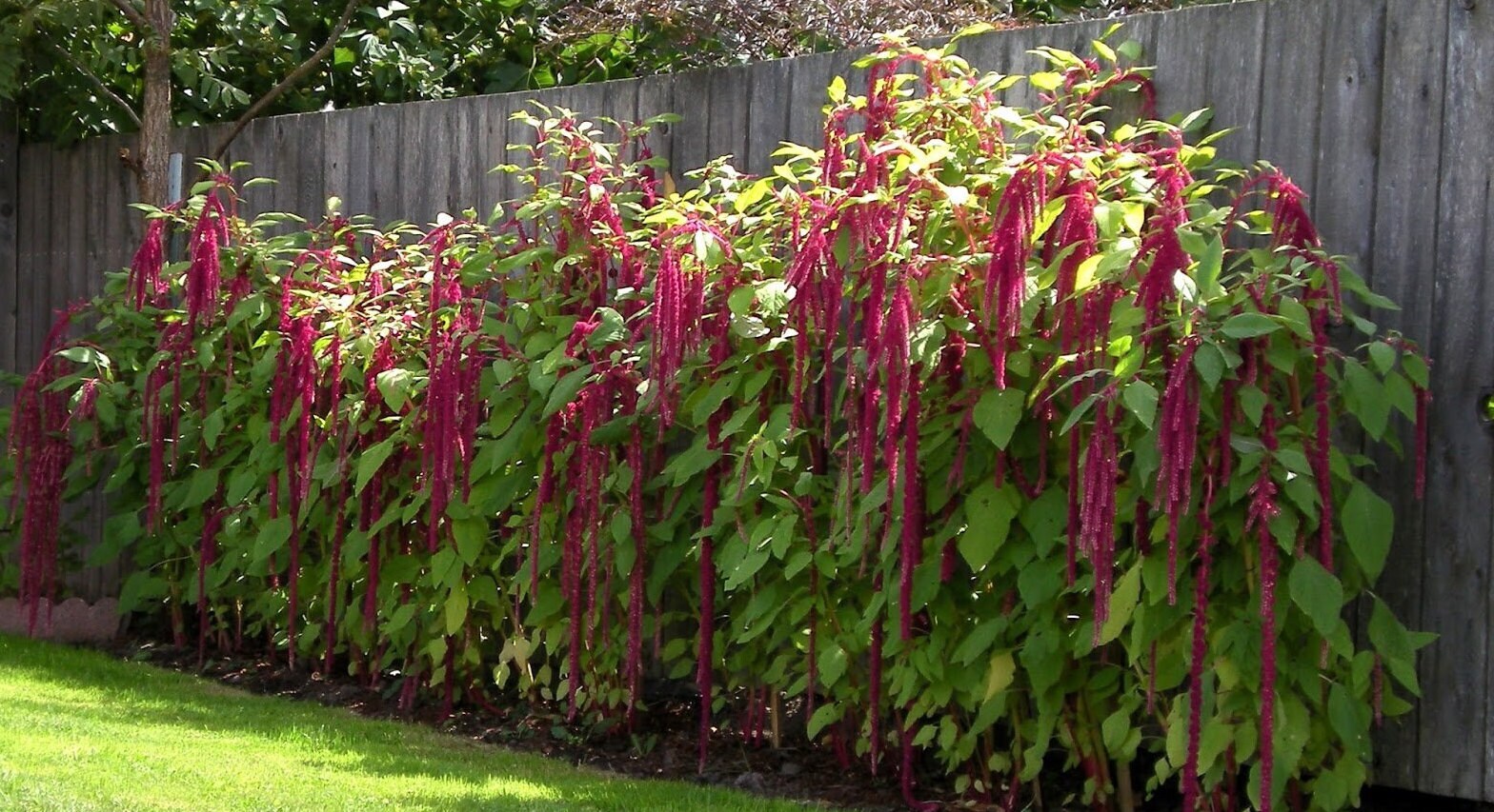 50 Amaranthus Caudatus Red Seeds Love Lies Bleeding - Etsy UK