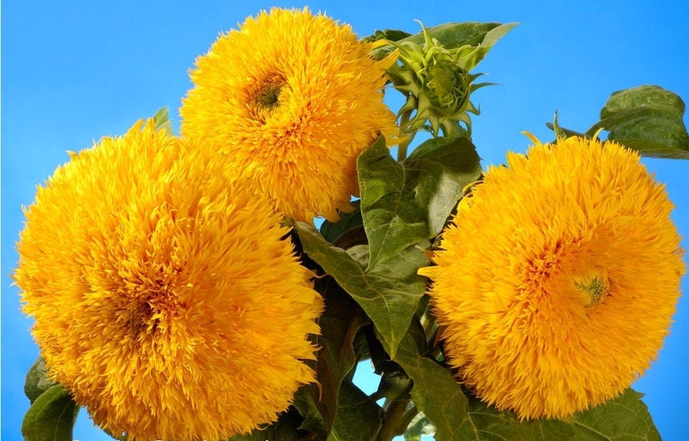 12 Giant Sungold Sunflower Seeds - Etsy UK