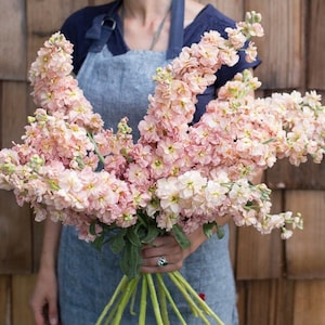 15 Stock Apricot Incana - Matthiola Seeds - Etsy UK