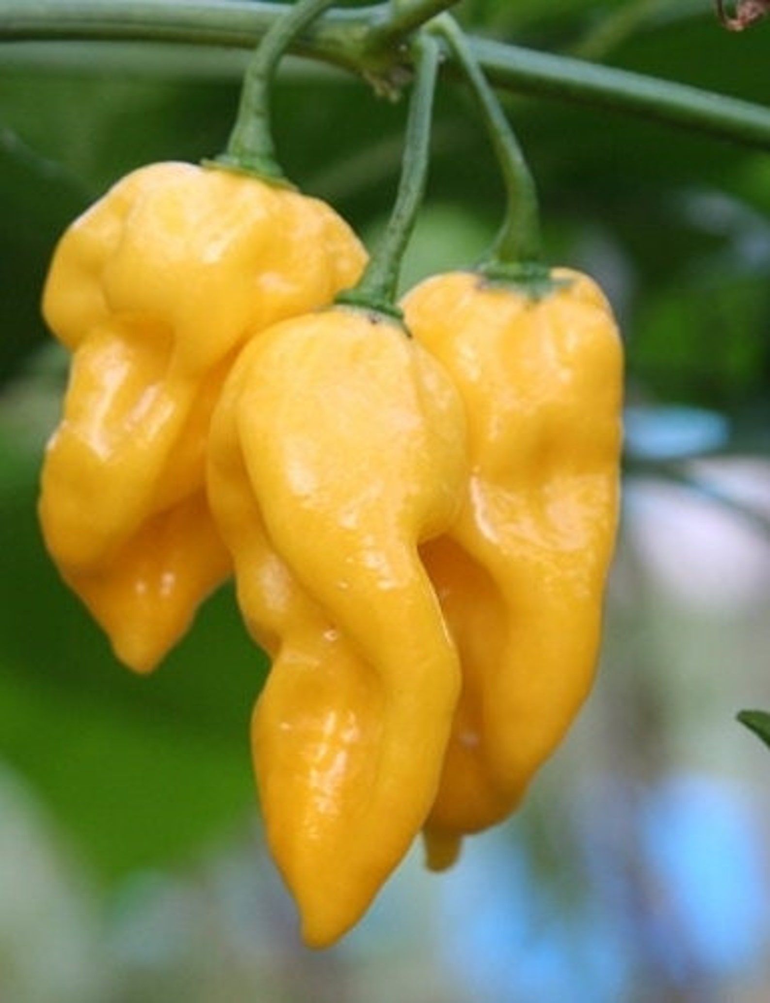 15 Habanero Lemon Hot Pepper Seeds - Citrusy Taste, Apricot Aroma - Etsy UK