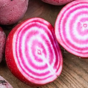 25 Italian Chioggia "candy Stripe" Beetroot Seeds - Etsy UK
