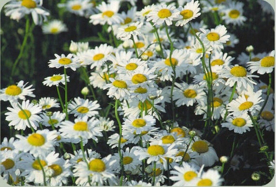 50 Ox Eye Daisy Seeds - Etsy UK