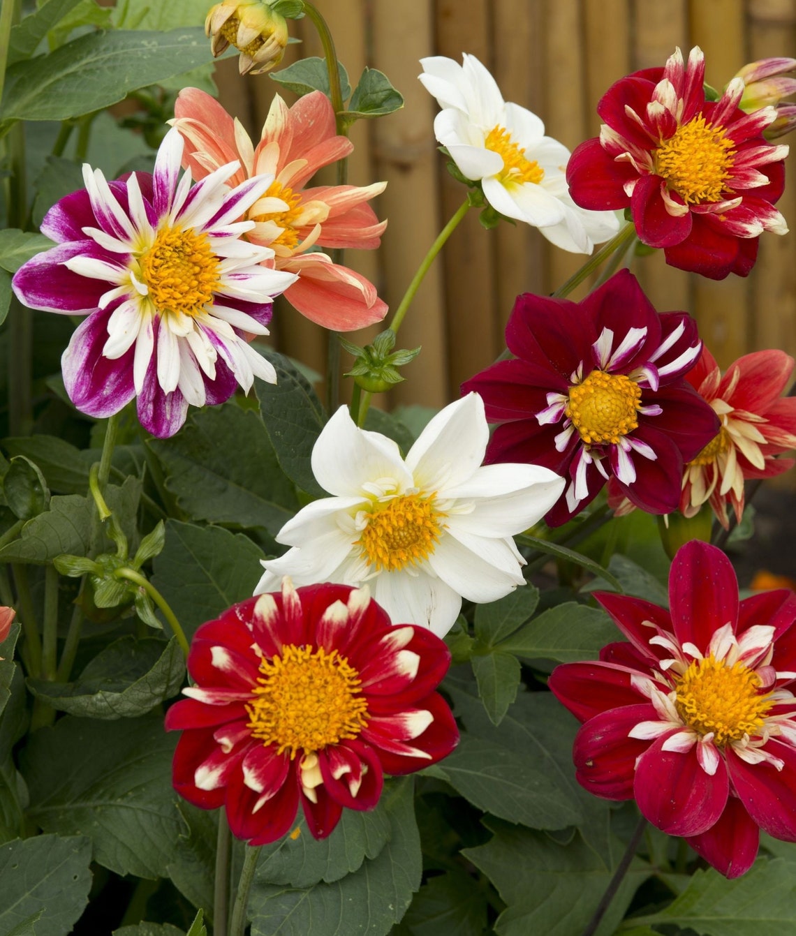 25 Dahlia Dwarf Dandy Collarette Mix Seeds - Etsy UK