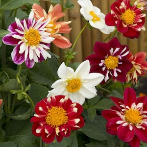 25 Dahlia Dwarf Dandy Collarette Mix Seeds - Etsy UK