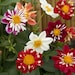 25 Dahlia Dwarf Dandy Collarette Mix Seeds - Etsy UK