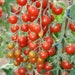 15 Cerise Cherry Tomato Seeds - Etsy UK