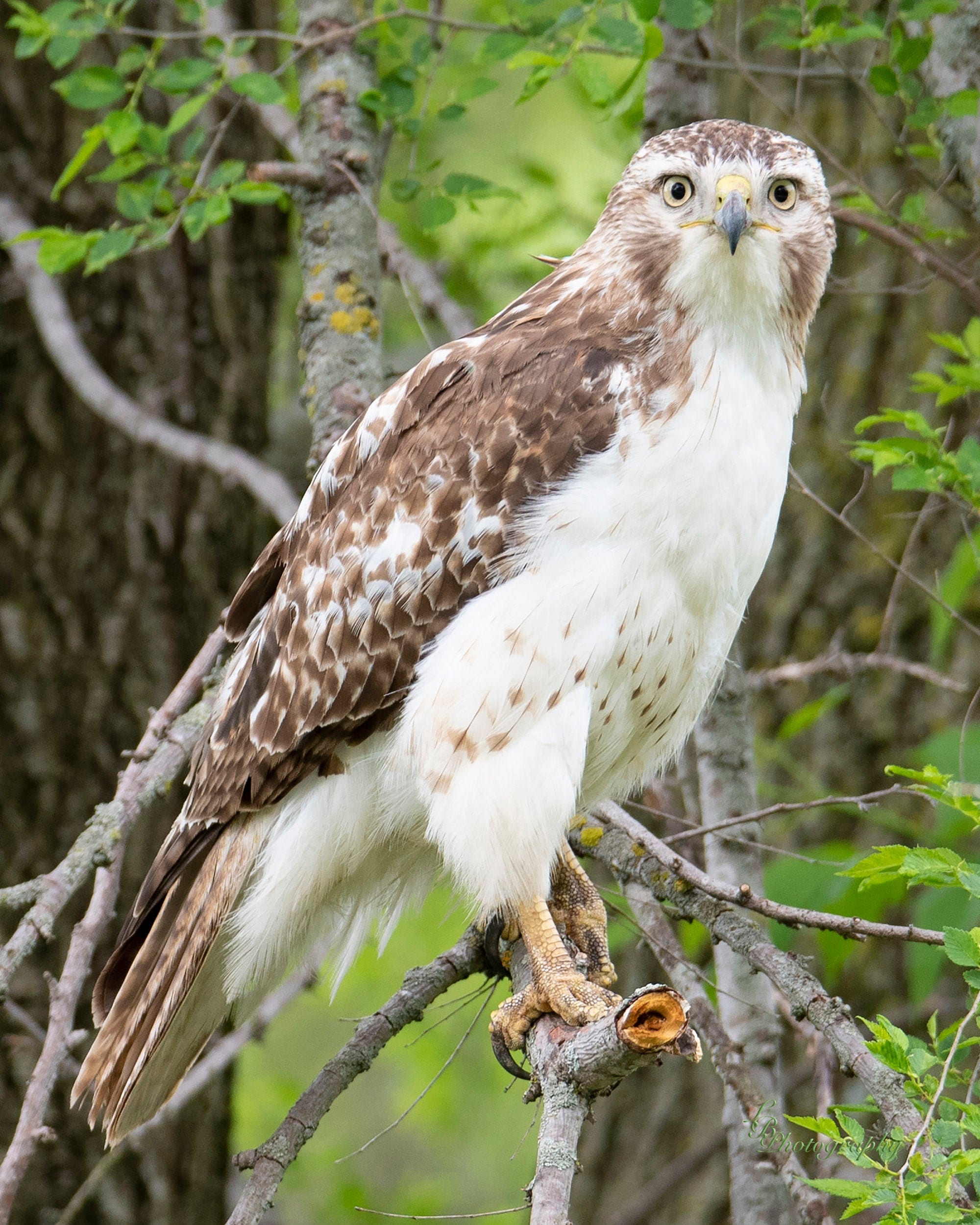 Majestic Red‑tailed Hawk – Bird of Prey Print or Canvas - Etsy
