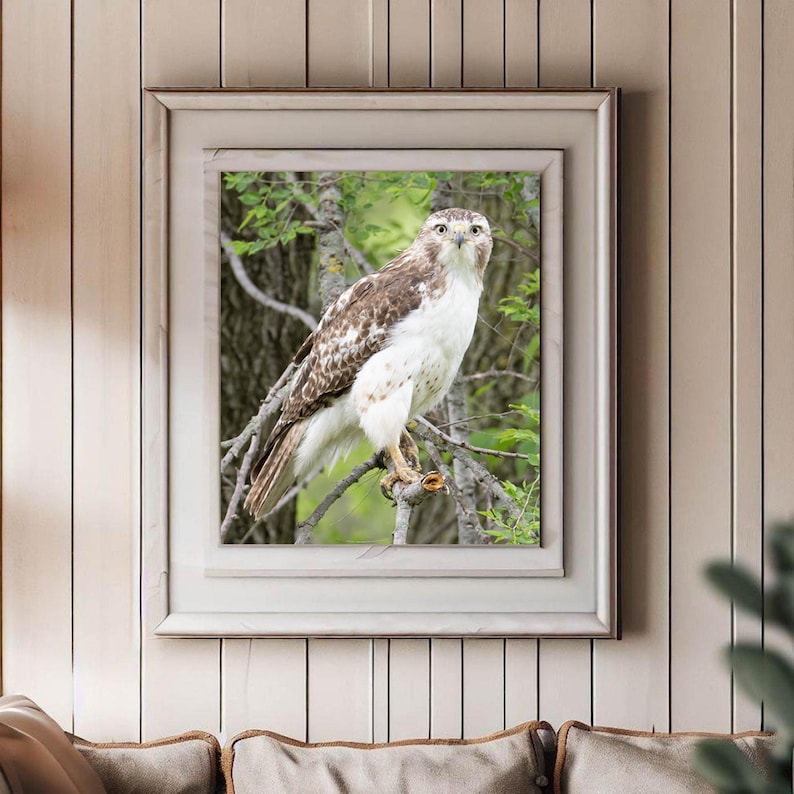 Majestic Red‑tailed Hawk – Bird of Prey Print or Canvas - Etsy