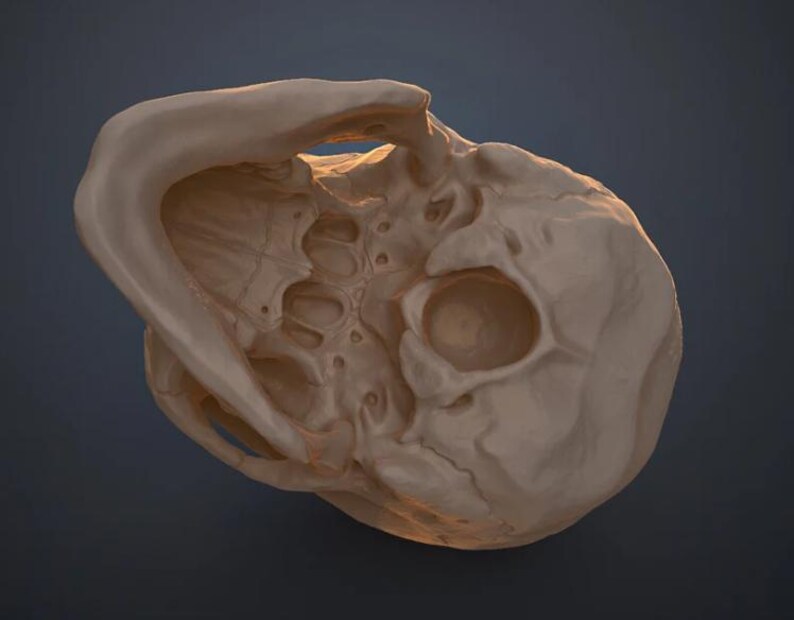 3D Printed HUMAN SKULL Anatomical Educational Model - Etsy