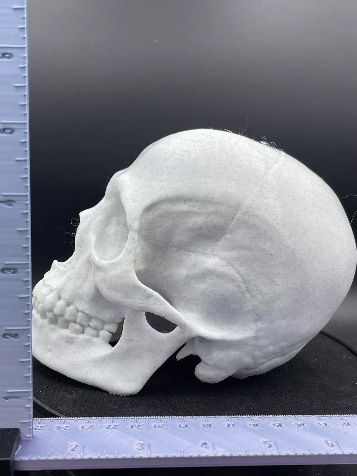 3D Printed HUMAN SKULL Anatomical Educational Model - Etsy