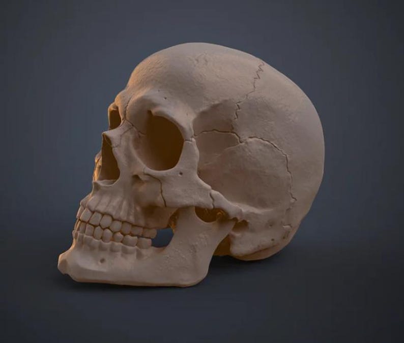 3D Printed HUMAN SKULL Anatomical Educational Model - Etsy