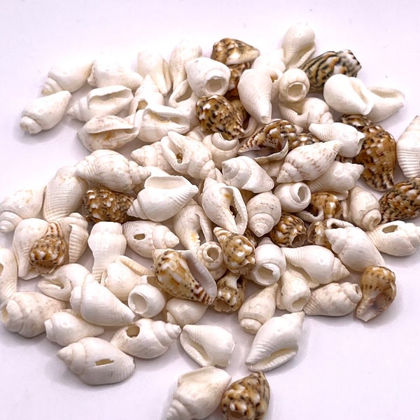 Shell Beads - Etsy