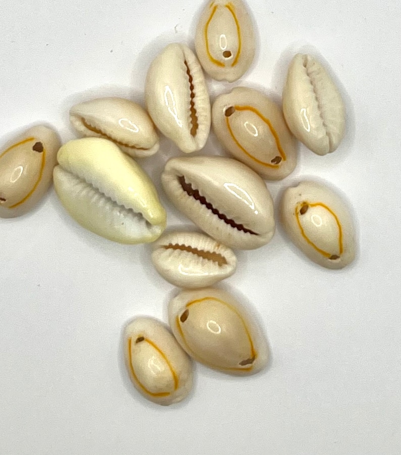 Drilled Cowrie Shell Loose White Sea Shell Beads With Hole - Etsy