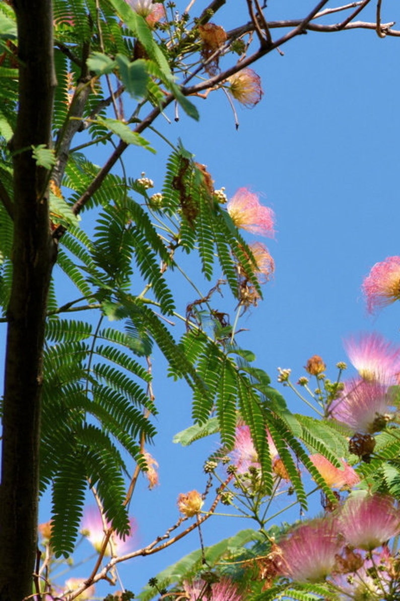 Mimosa Tree Seedling 1 bare root organic 1-2 ft wild live | Etsy