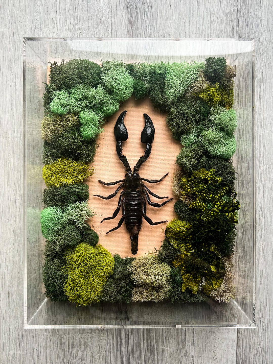 8x10 Clear Display Shadow Box, Preserved Scorpion, Shadow Box Display ...
