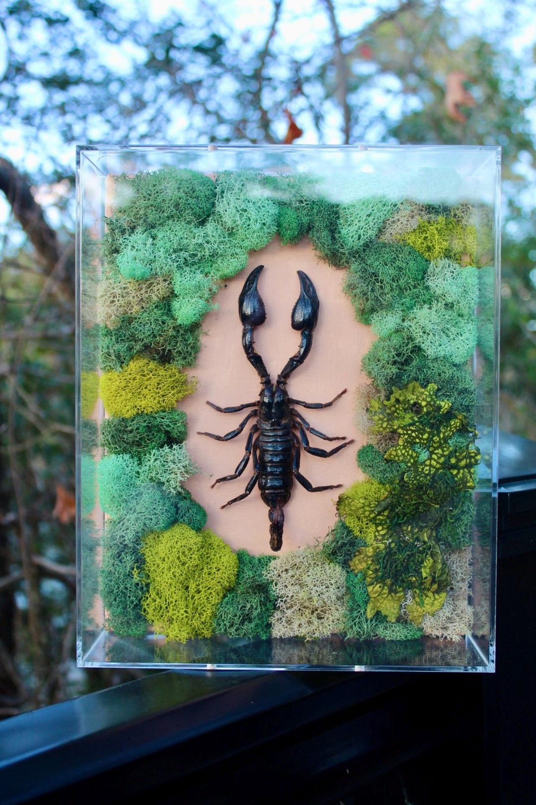 Asian Forest Scorpion, Clear Shadow Box - Etsy
