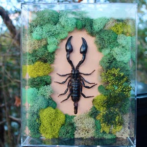 Asian Forest Scorpion, Clear Shadow Box - Etsy