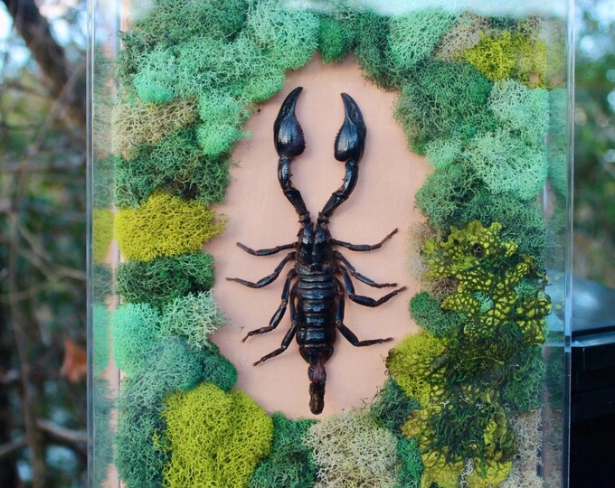 Asian Forest Scorpion, Clear Shadow Box - Etsy