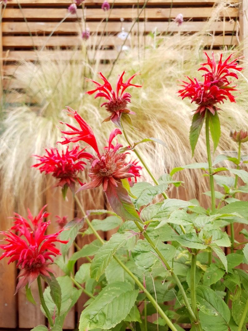 Integrated Garden Design - Etsy