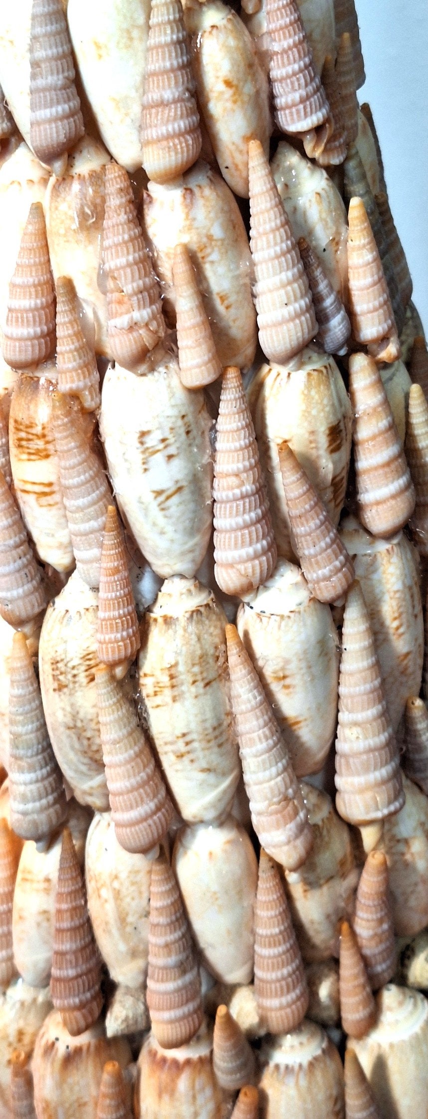 Sea Shell Tree Coastal Decor Olive and Auger Sea Shell Tree - Etsy