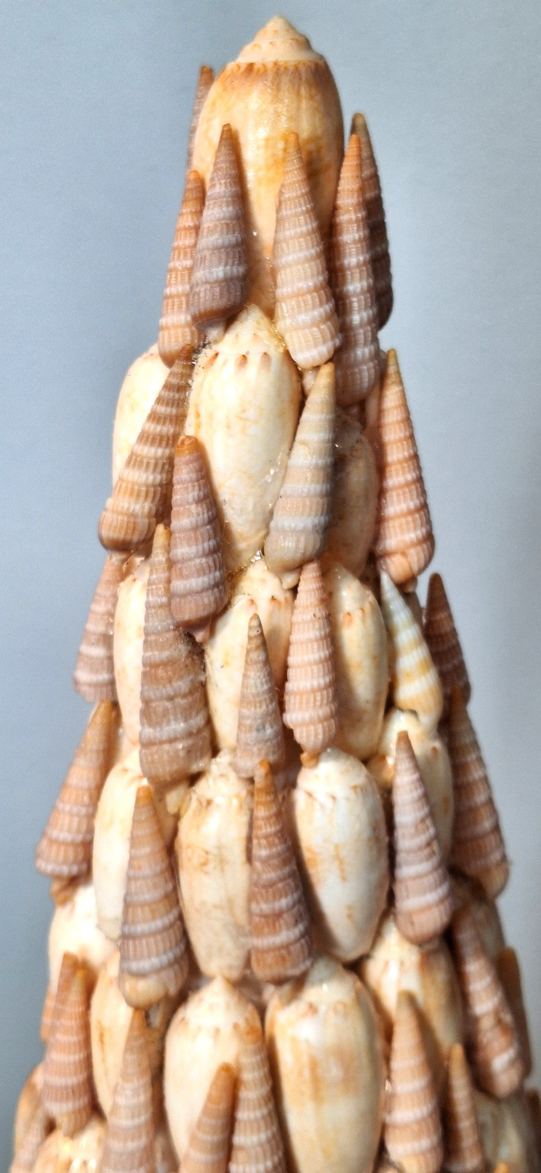 Sea Shell Tree, Coastal Decor Olive and Auger Sea Shell Tree 15 X 6 ...