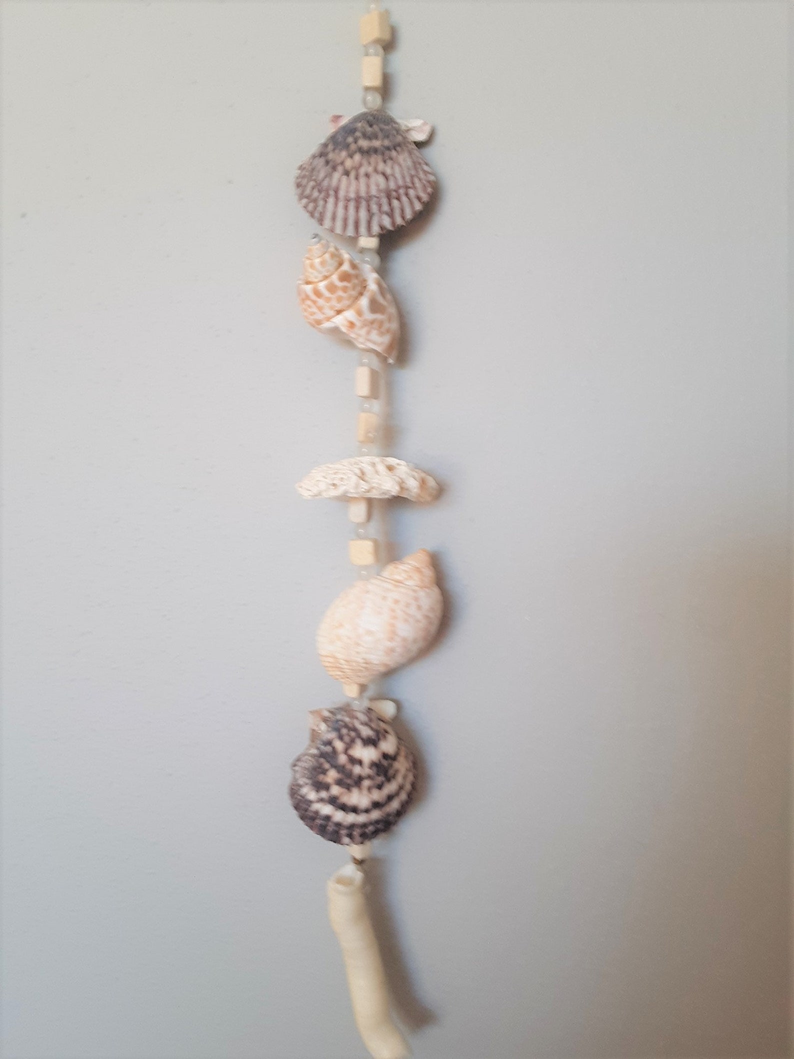 Seashells on Display, Examples of the Ocean's Beauty. A Tonna Shell ...