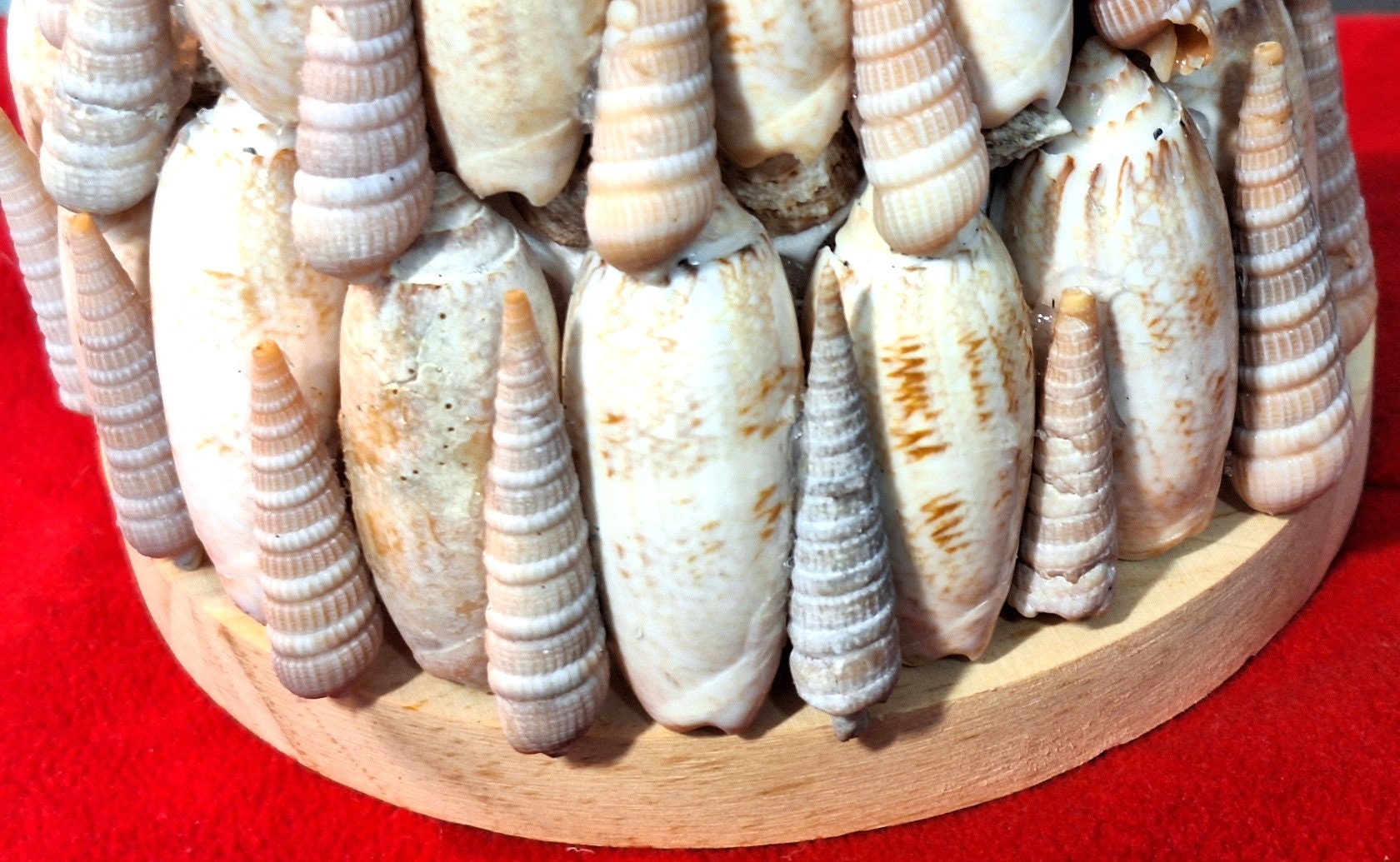 Sea Shell Tree, Coastal Decor Olive and Auger Sea Shell Tree 15 X 6 ...