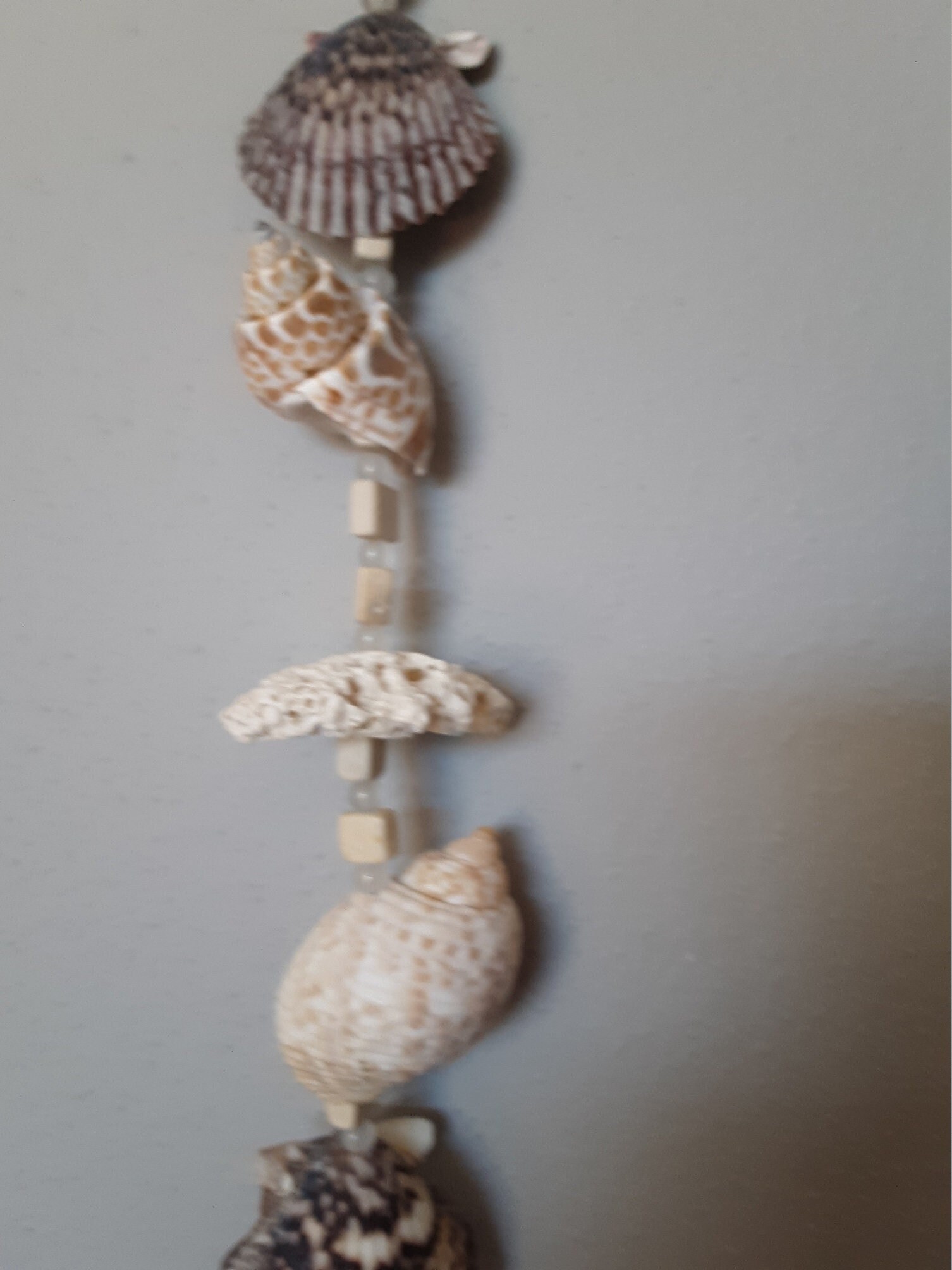 Seashells on Display, Examples of the Ocean's Beauty. A Tonna Shell ...