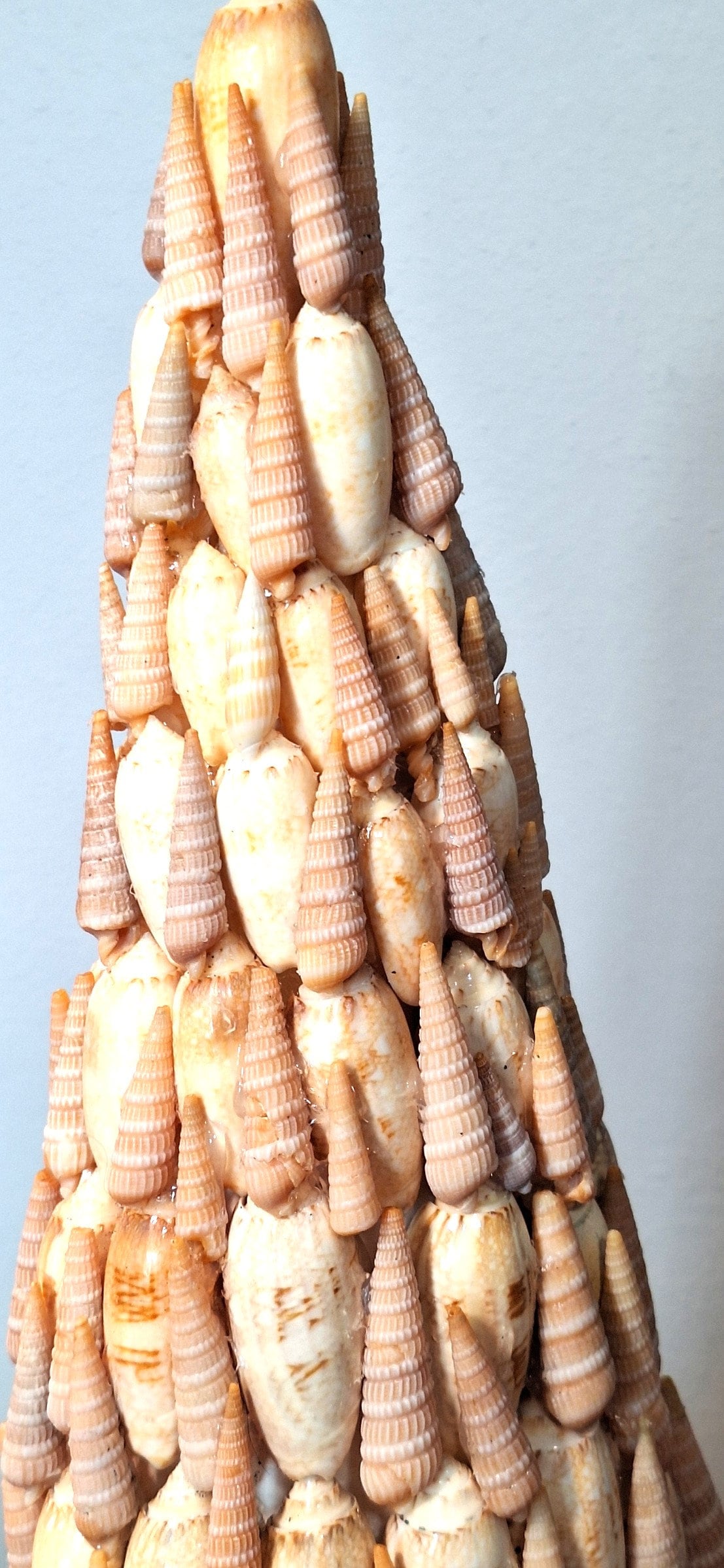 Sea Shell Tree, Coastal Decor Olive and Auger Sea Shell Tree 15 X 6 ...