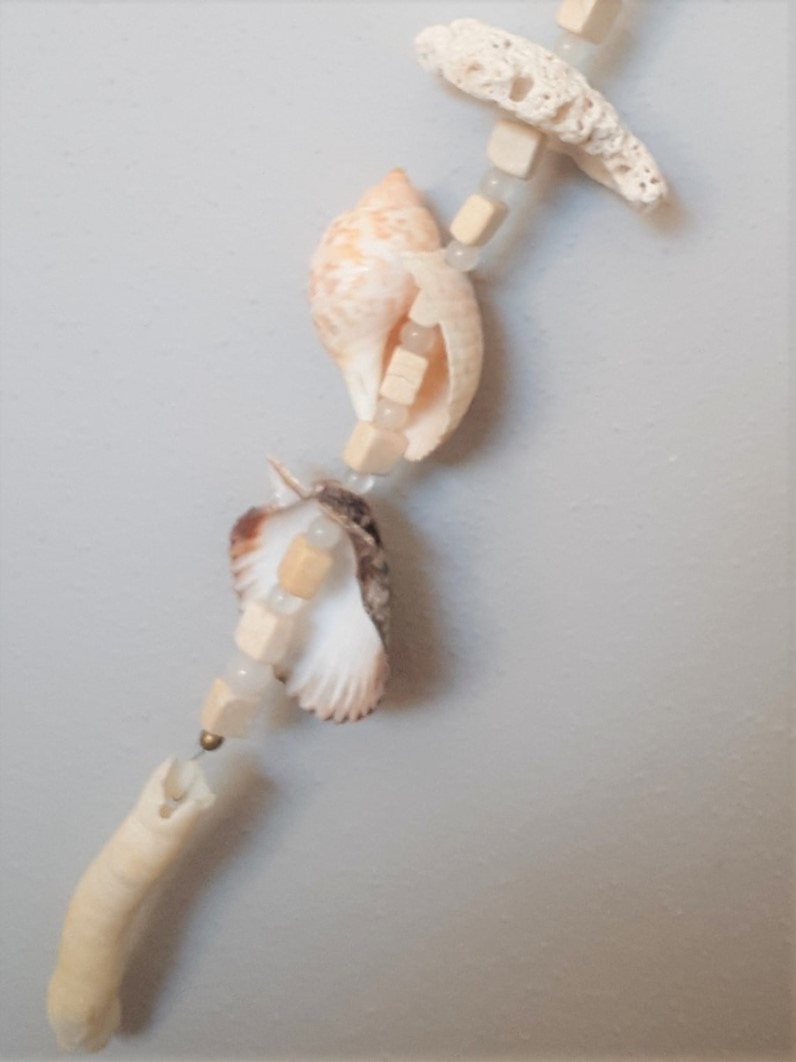 Seashells on Display, Examples of the Ocean's Beauty. A Tonna Shell ...