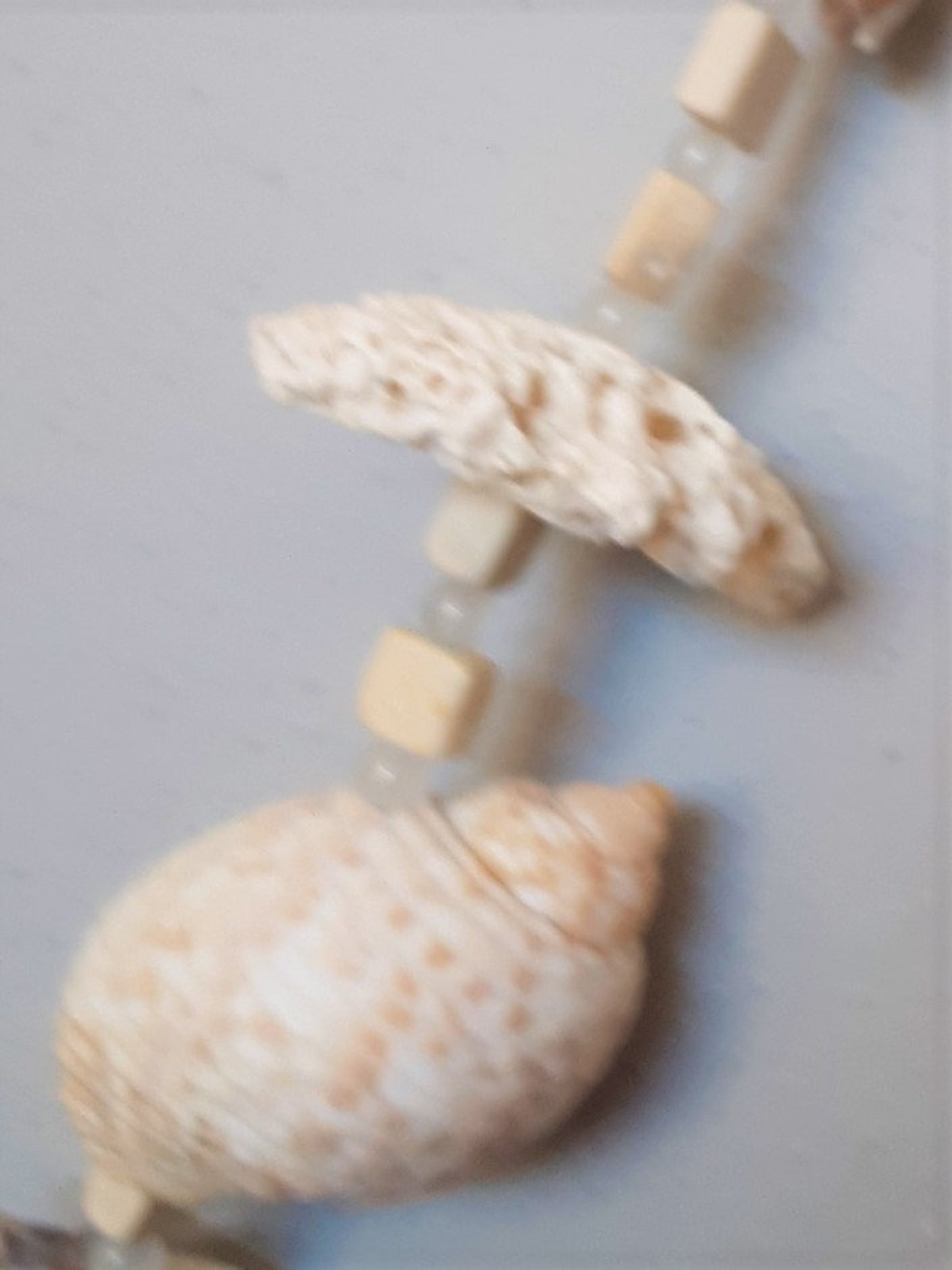 Seashells on Display, Examples of the Ocean's Beauty. A Tonna Shell ...