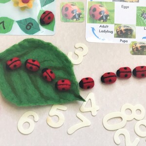 Ladybugs Tray / Counting Ladybug / Ladybug Life Cycle / Game / Ladybug ...