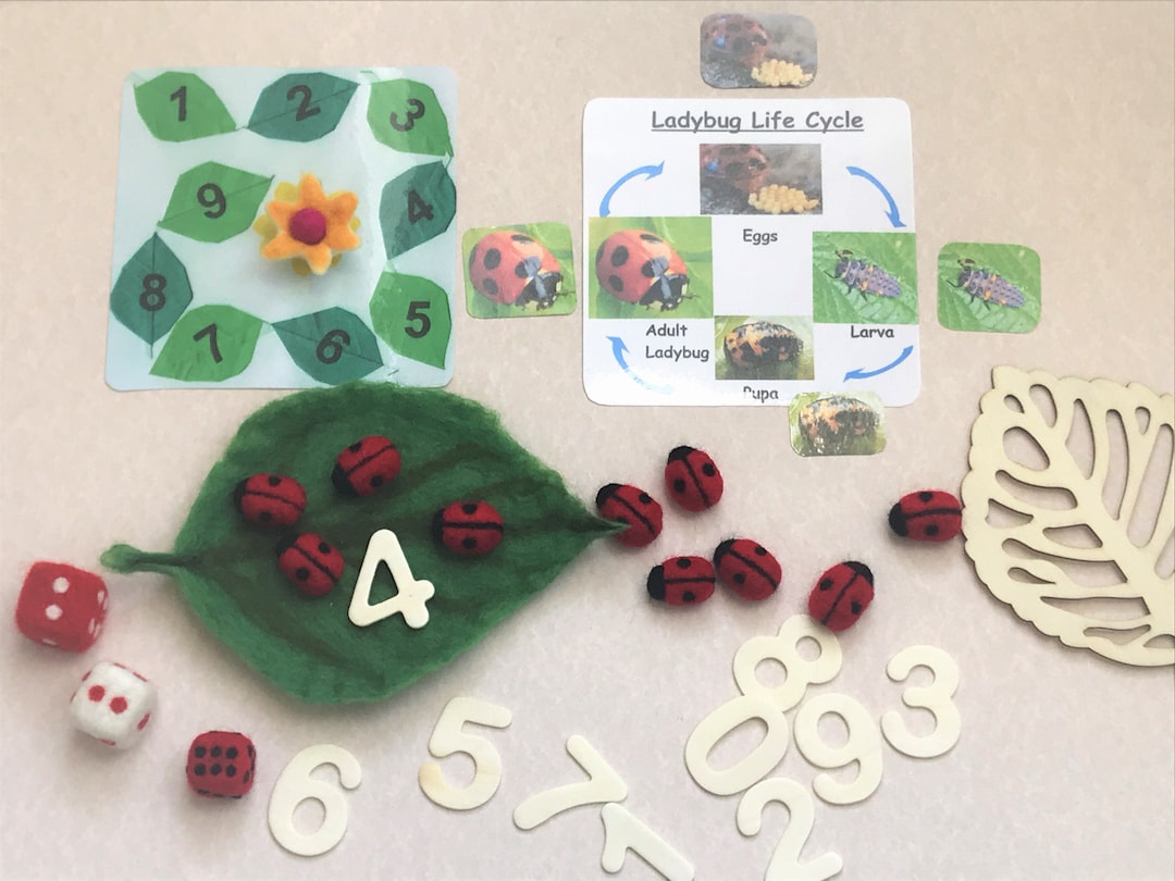 Ladybugs Tray / Counting Ladybug / Ladybug Life Cycle / Game / Ladybug ...