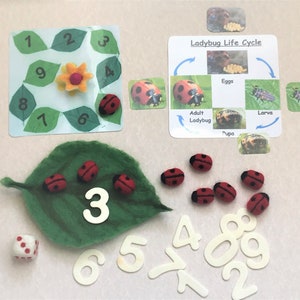 Ladybugs Tray / Counting Ladybug / Ladybug Life Cycle / Game / Ladybug ...
