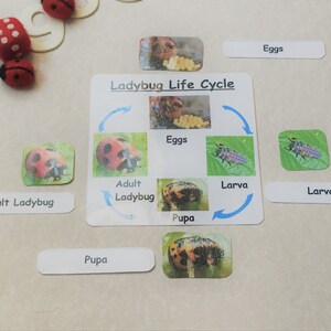 Ladybugs Tray / Counting Ladybug / Ladybug Life Cycle / Game / Ladybug ...