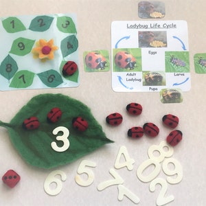 Ladybugs Tray / Counting Ladybug / Ladybug Life Cycle / Game / Ladybug ...