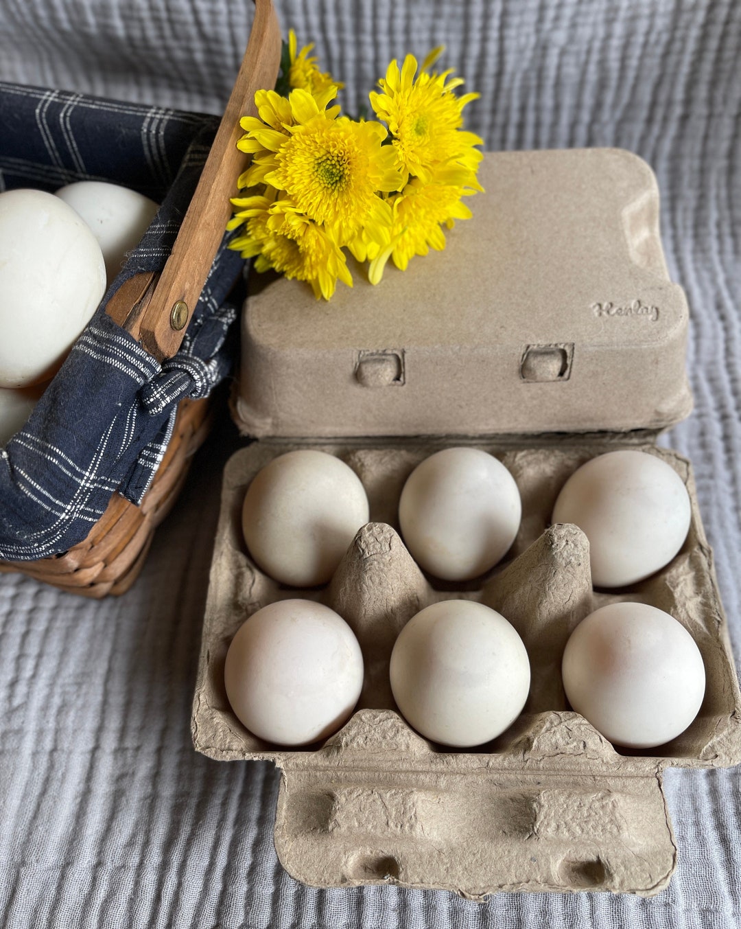 Henlay Duck Egg Cartons- Holds Half Dozen Jumbo Eggs From Your Duck or ...